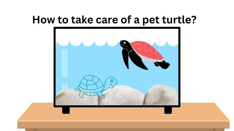 Basic Pet Turtle Care Tips | basic turtle care tips