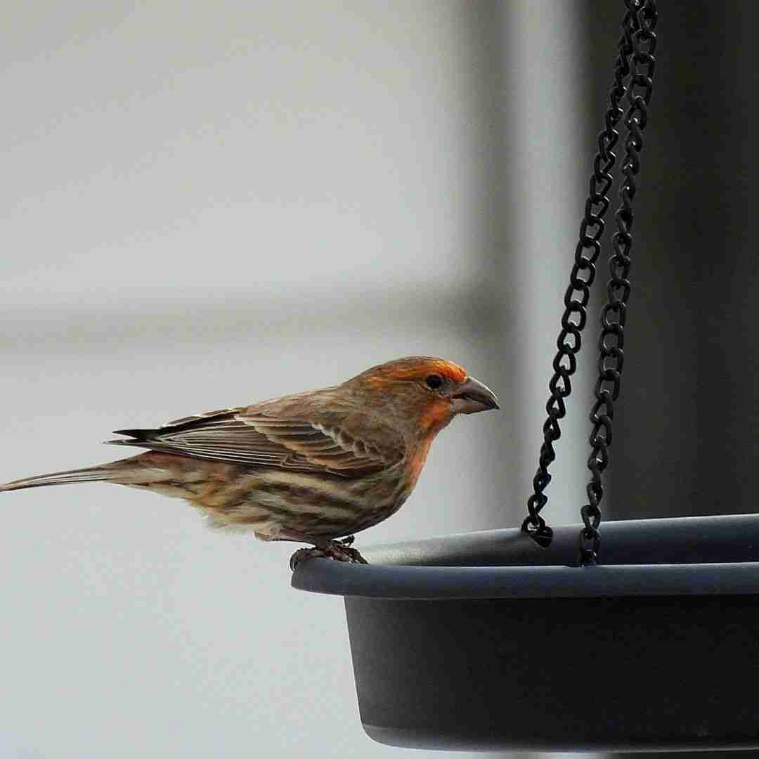 Most Popular Bird Species | most famous birds