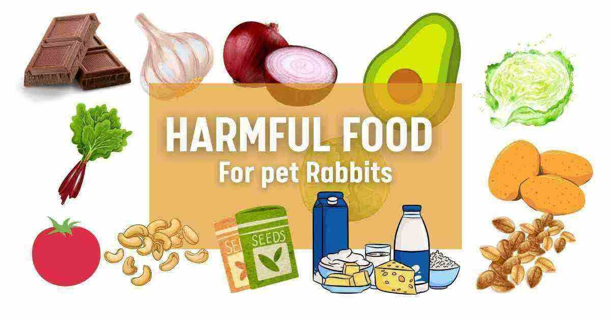 Harmful Foods for Rabbits | what food kills rabbits
