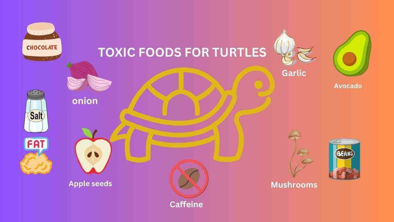 Poisonous food items for turtles | Toxic Foods for Turtle