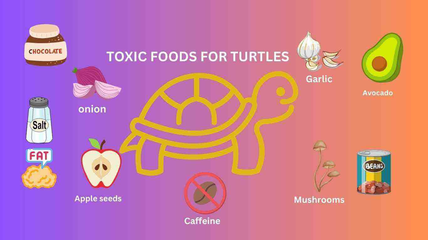 Poisonous food items for turtles | Toxic Foods for Turtle