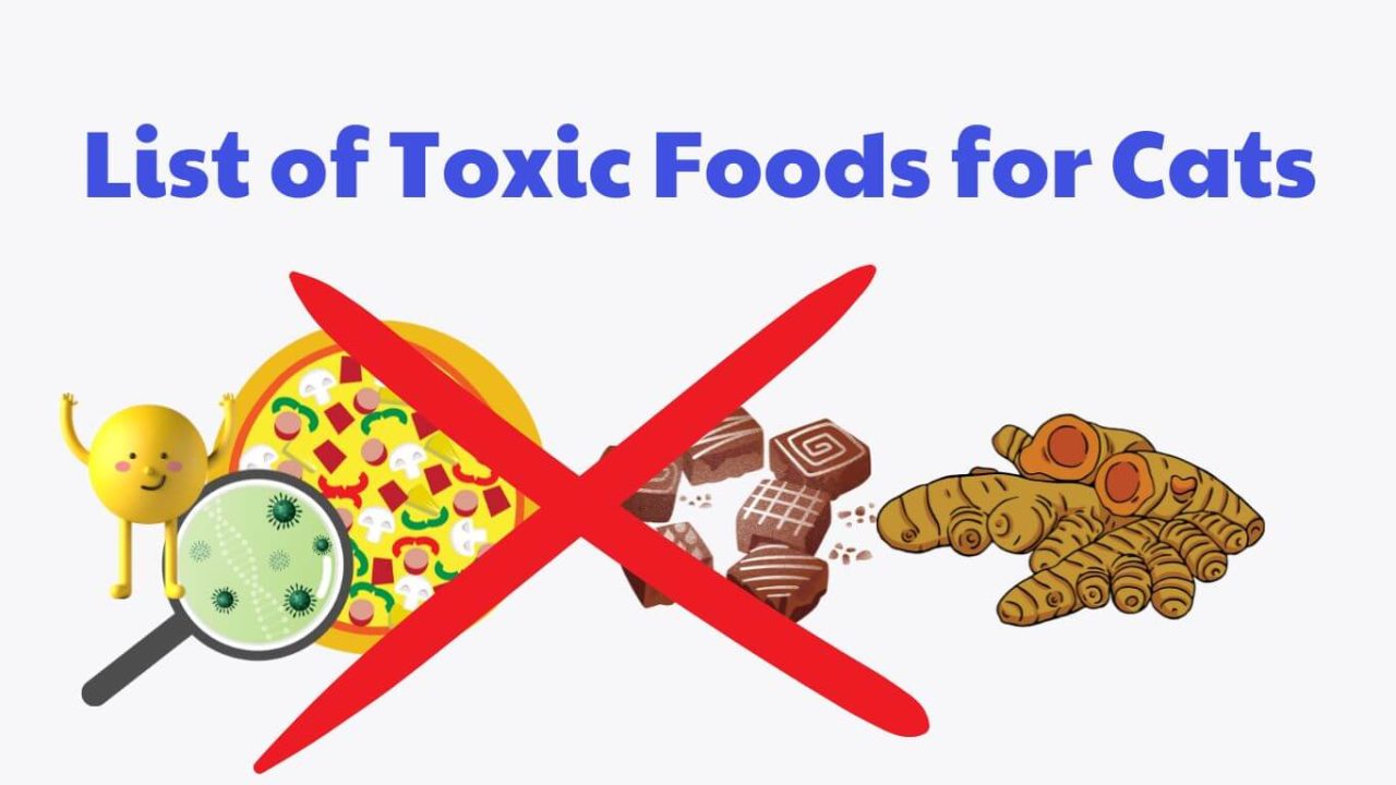 Safe foods and Toxic foods for pet cats | Foods For Cats