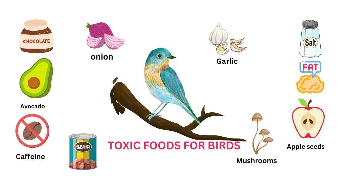 Toxic Foods for Birds | Dangerous Foods