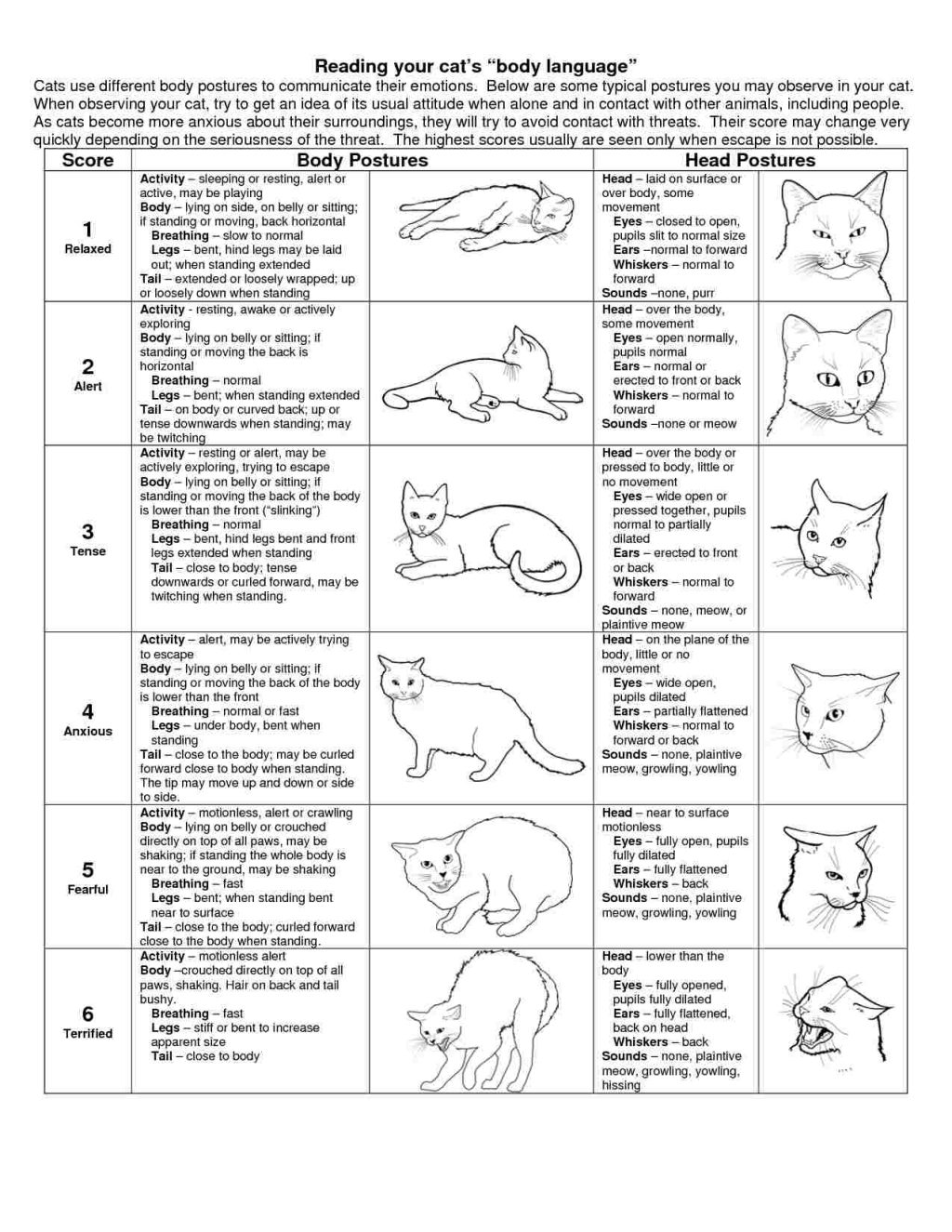 Understanding Your Cat’s Body Language | Decode Feline Signals