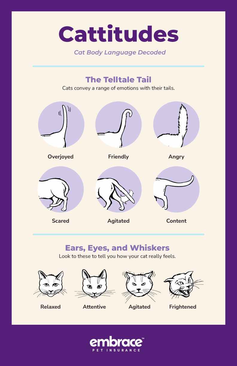 Understanding Your Cat’s Body Language | Decode Feline Signals
