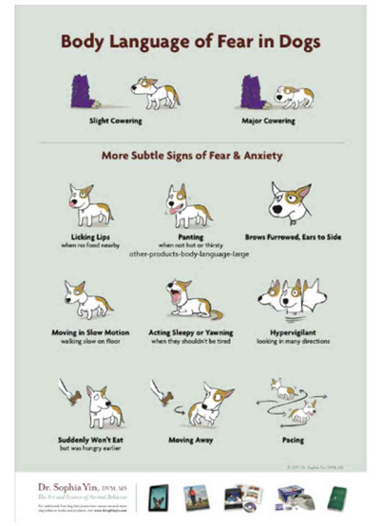 Body Language of Dog | Decode Their Behaviors and Signals